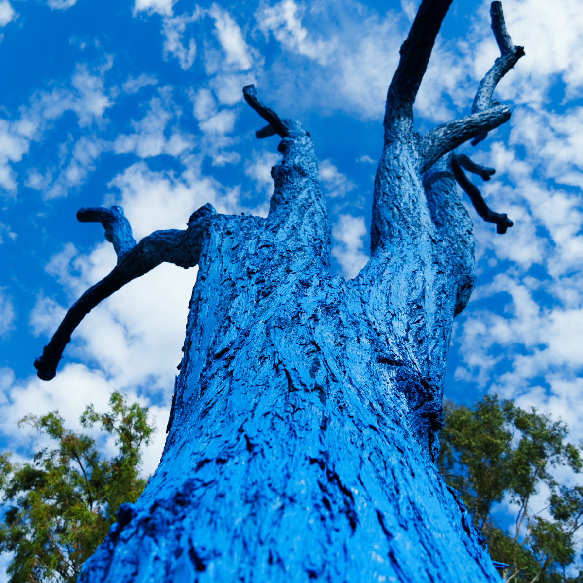 Higgins Coatings x Blue Tree Project Partnership!